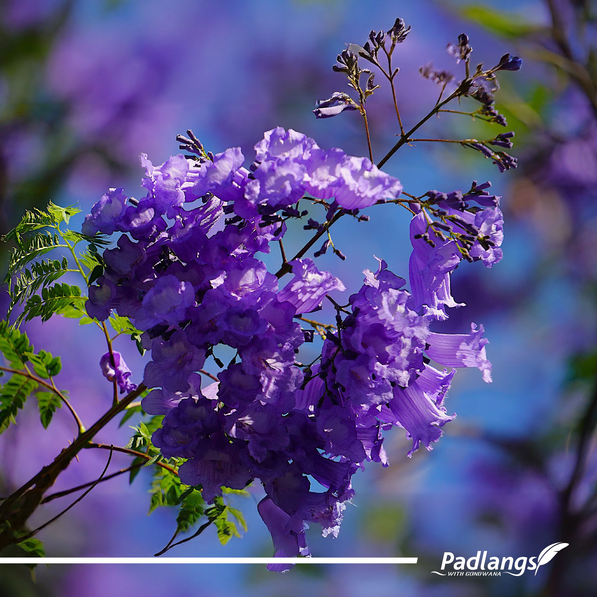 The story of Windhoek’s white jacarandas