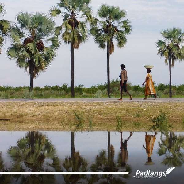 The Iconic Makalani trees of Owambo