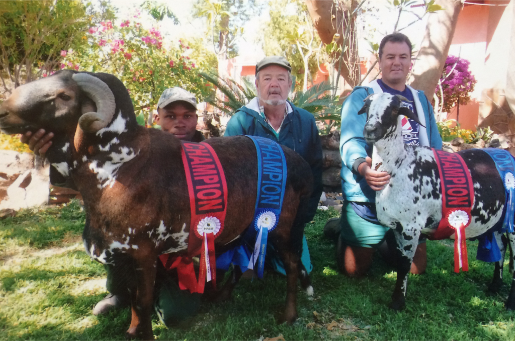 Damara sheep – The true African sheep