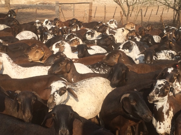 Damara sheep – The true African sheep