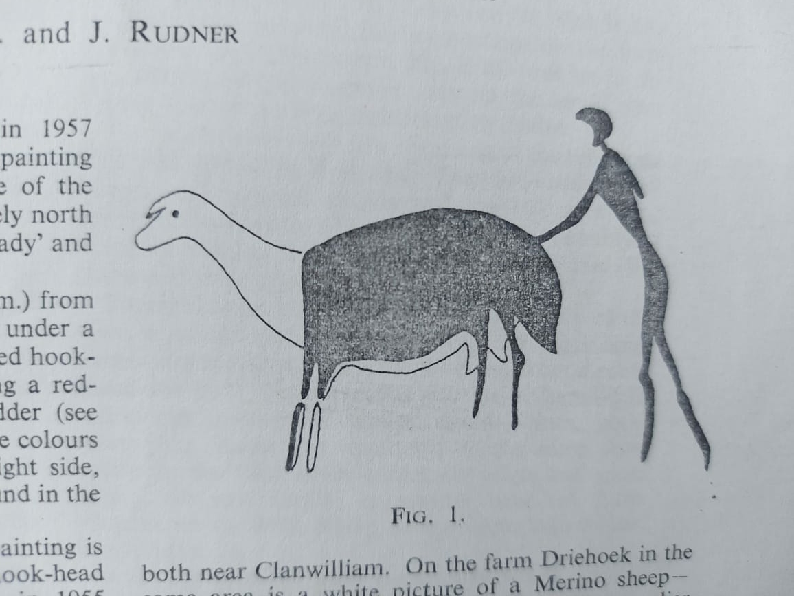 Damara sheep – The true African sheep